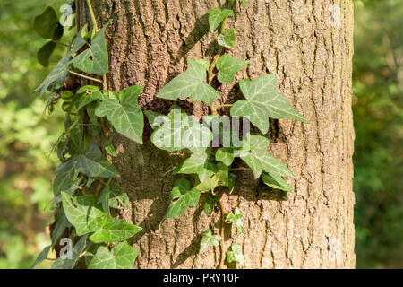 Efeu und Ranken am Baum, Laxenburg, Austria Stock Photo - Alamy