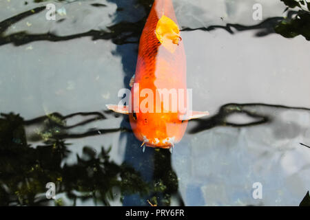 Colorful koi carp or fancy carp fish group in pond Stock Photo - Alamy