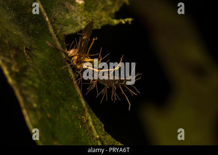 A parasitic entomopathogenic fungus that has taken over and killed this ...