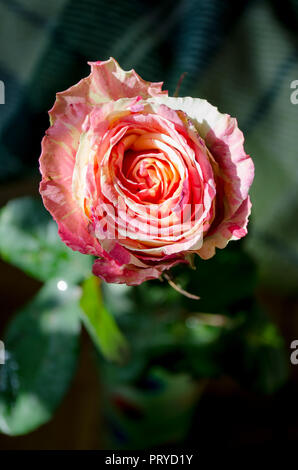Beautiful Ribbed pink-yellow roses on dark background with leaves Stock ...