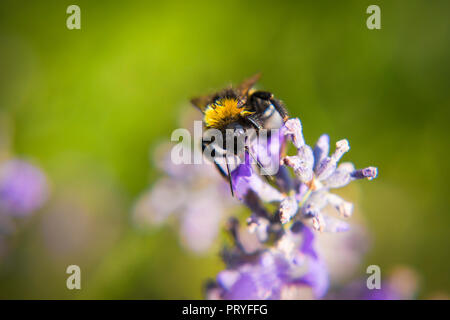Biene, Hummel auf Blüte Stock Photo - Alamy