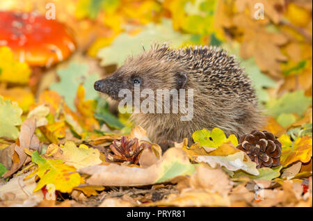 Hedgehog, wild, native, European hedgehogs, (Erinaceus europaeus) in ...