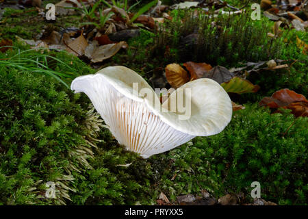 Lactarius vellereus commonly known as the fleecy milk-cap. Big white ...