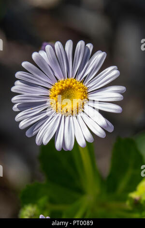 Native Australian purple daisy flower Stock Photo - Alamy