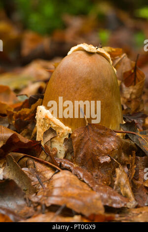 An emergent Tawny Grisette (Amanita fulva) mushroom in Beacon Wood in ...