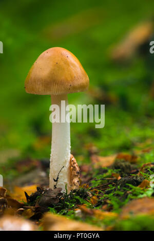 An immature Tawny Grisette (Amanita fulva) mushroom in Beacon Wood in ...