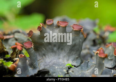 Peltigera horizontalis Lichen on a tree branch in woodland. Goblin ...
