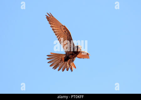 Brown Falcon in flight in Far North Queensland Australia Stock Photo ...