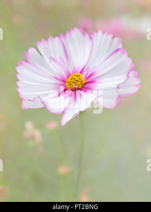A white cosmos flower Stock Photo - Alamy