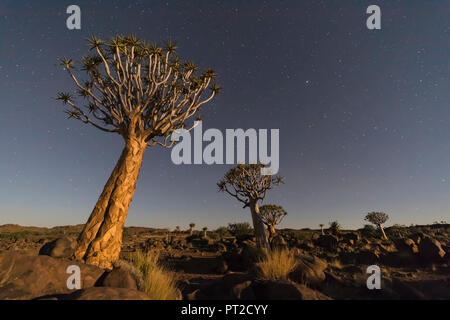 Starry night sky, Quiver Tree Forest, Namibia Stock Photo - Alamy