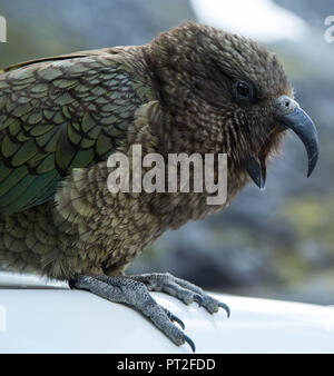 3 keas, New Zealand Stock Photo - Alamy