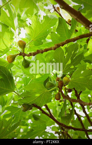 Fig tree, fruits, Tuscany, Italy Stock Photo - Alamy