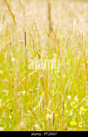 Wild grasses, meadow, province of Bologna, Italy Stock Photo - Alamy