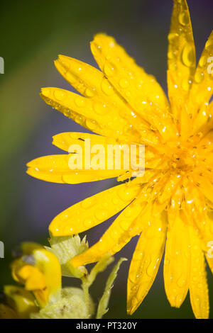 Tragopogon pratensis, meadow salsify yellow flower in meadow closeup ...