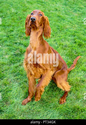 young brown Irish setter puppy on a green lawn Stock Photo - Alamy