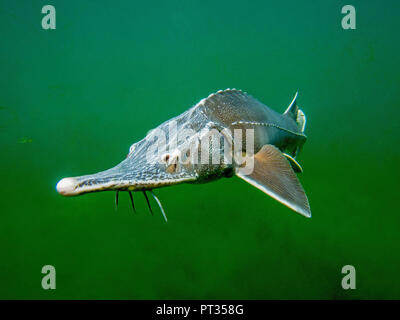 Sterlet or Sterlet sturgeon (Acipenser ruthenus Stock Photo - Alamy