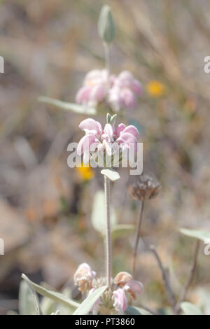 spain - pink blossom Stock Photo - Alamy