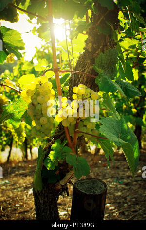 Vine grapes panorama on sunlight Stock Photo - Alamy