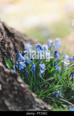Early Scilla, Scilla mischtschenkoana close up portrait flower Stock ...