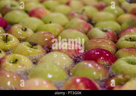 Natures Food Chain Stock Photo - Alamy
