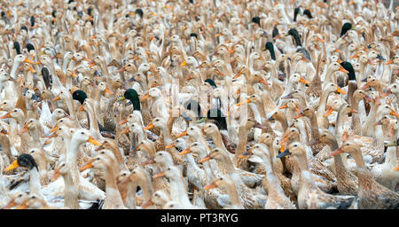 Flock of ducks gathered with thousands of standing, running ...