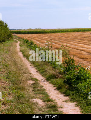France, linen field in Normandy Stock Photo - Alamy