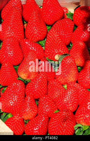 Farm fresh strawberrys Stock Photo - Alamy