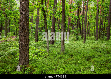 Europa, Poland, Voivodeship Masovian, Kozienicka forest - Krolewskie ...