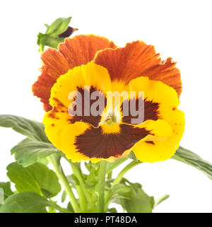 viola plant in front of white background Stock Photo - Alamy