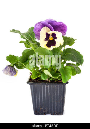 viola plant in front of white background Stock Photo - Alamy