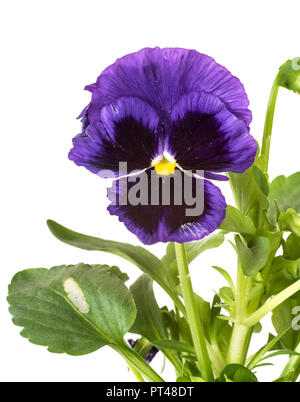 viola plant in front of white background Stock Photo - Alamy