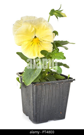 viola plant in front of white background Stock Photo - Alamy