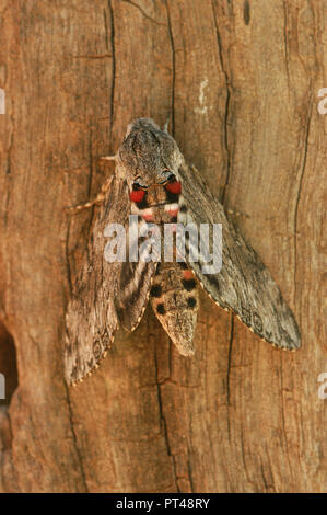 The Sphingidae are a family of moths (Lepidoptera), commonly known as ...