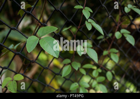 Ivy growing on an old steel works ladle transfer rail car near Redcar ...