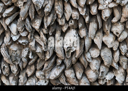wall made of oyster shells as background and texture Stock Photo - Alamy