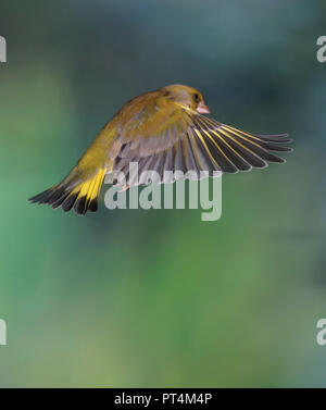 Welsh Garden Birds: flying greenfinch Stock Photo - Alamy