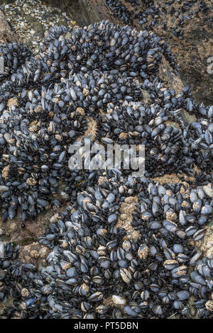 Mussels growing on rocks exposed by the low tide on Fistral Beach in ...
