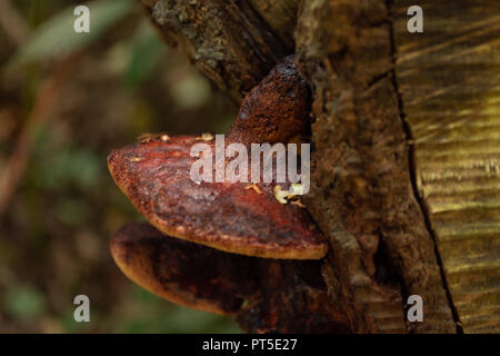 Red fungus growing out of a tree branch Stock Photo - Alamy