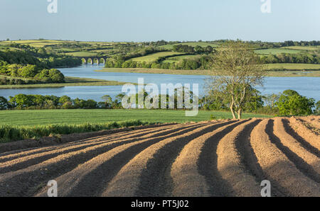 Spring View, Notter Viaduct, River Lynher, Cornwall Stock Photo - Alamy