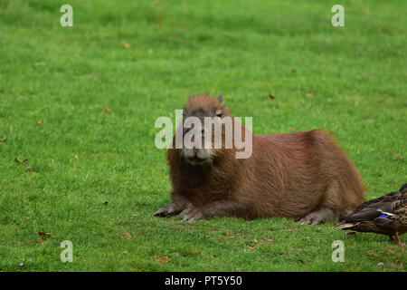 A capybara lying down on some grass Stock Photo - Alamy