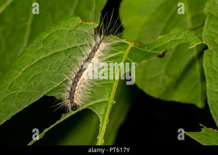 Fall webworm caterpillar Hyphantria cunea in Pecan tree Carya ...
