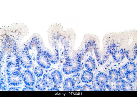 Frog stomach wall detail, brightfield photomicrograph, Brightfield ...