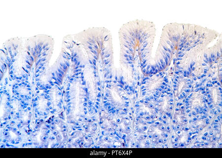 Frog stomach wall detail, brightfield photomicrograph, Brightfield ...