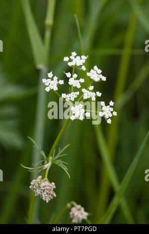 pignut Conopodium majus in flower Stock Photo - Alamy