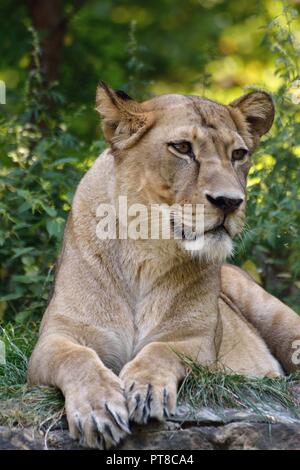 Lioness posing on a rock Stock Photo - Alamy