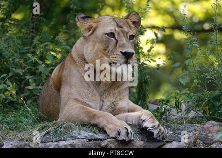 Lioness posing on a rock Stock Photo - Alamy