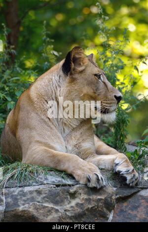Lioness posing on a rock Stock Photo - Alamy