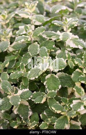 Pineapple Mint (Mentha suaveolens 'Variegata') foliage, herb plant ...
