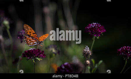Mourning Bride (Scabiosa atropurpurea Stock Photo - Alamy