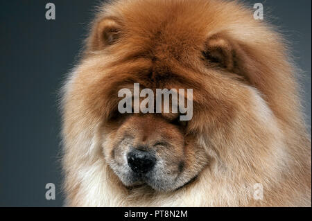 Chow chow in a gray photo studio Stock Photo - Alamy